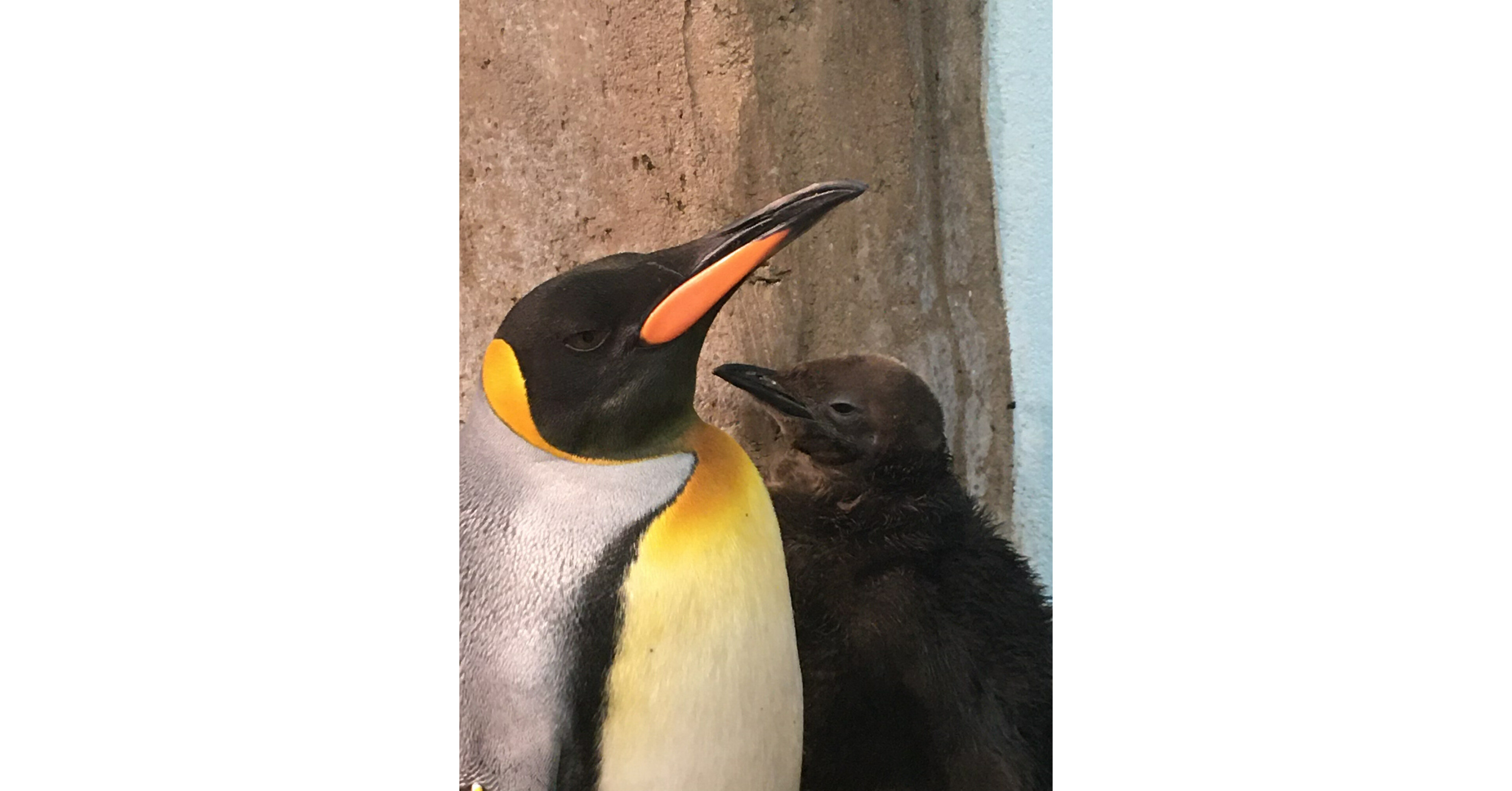 BIRTH OF A KING PENGUIN AT THE BIODÔME