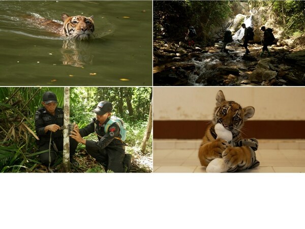 CNN's Mission Tiger spotlights the conservation heroes reversing the ...