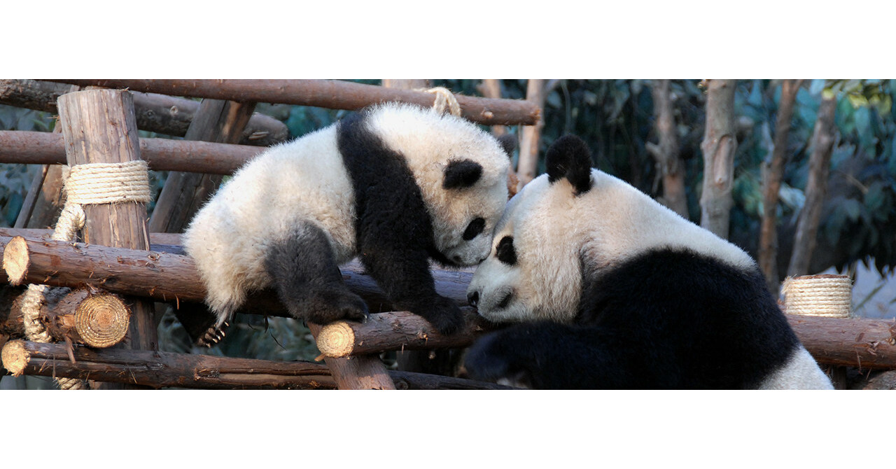 Hikvision's security solution helps to care for zoo animals in France