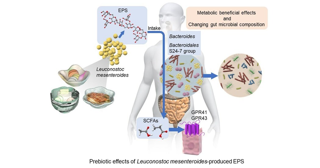 Noster Microbiome research: Fibrous fuel: Prebiotic fibers can keep the ...