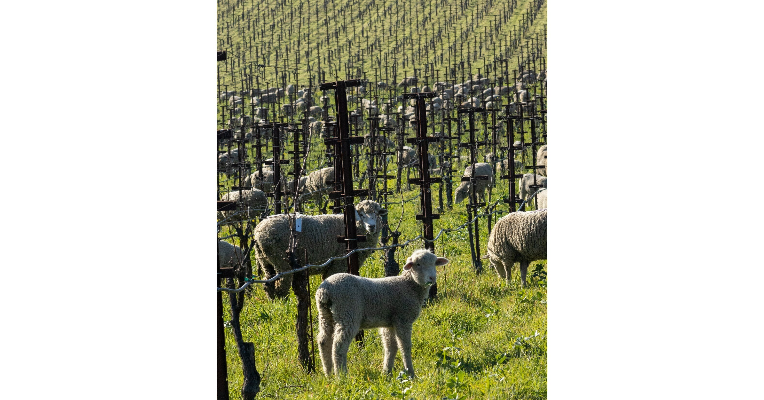 Grgich Hills Estate Receives Regenerative Organic Certification, Taking ...