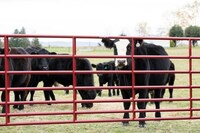 PLATINUM EQUITY ACQUIRES MAJORITY SHARE OF TARTER FARM AND RANCH EQUIPMENT