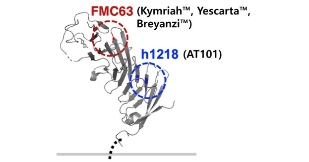 Promising Efficacy of AT101 CAR-T for Blood Cancer