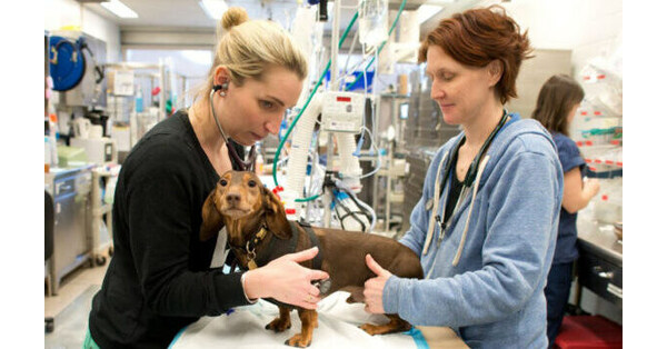 Schwarzman Animal Medical Center Recognized as One of Only Five Level l ...
