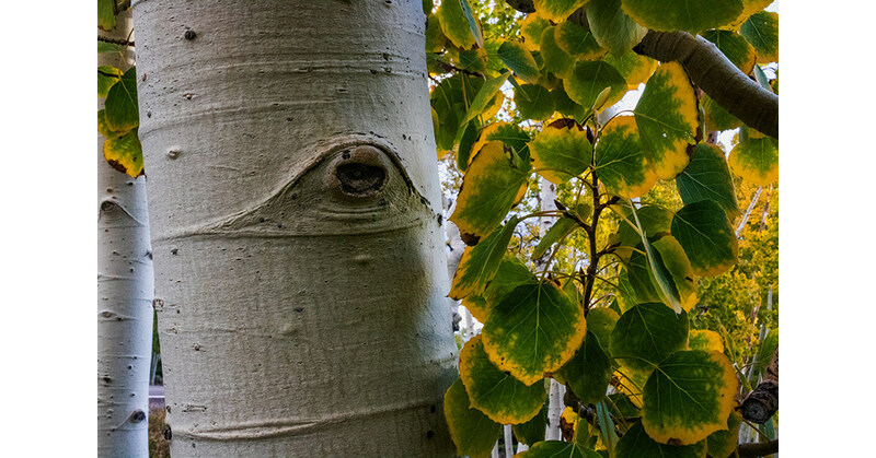 Earth Day, 2023: Friends of Pando Begins Publishing Record of World's ...