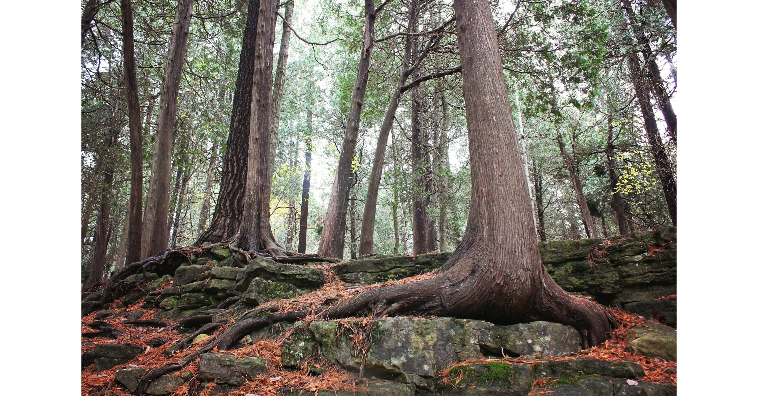 407 ETR is celebrating Earth Week with the announcement of new ...