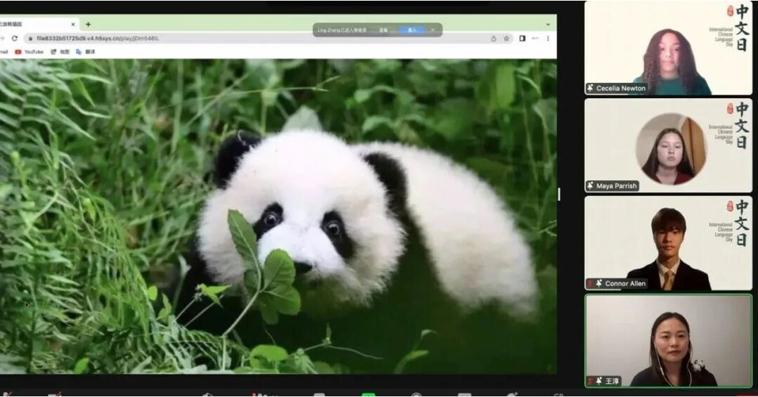 International Chinese Language Day Giant Panda Series Livestream Builds ...