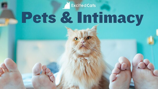 DO PETS CURB COITUS? 56% SAY YES - ExcitedCats' Fascinating Survey Results!