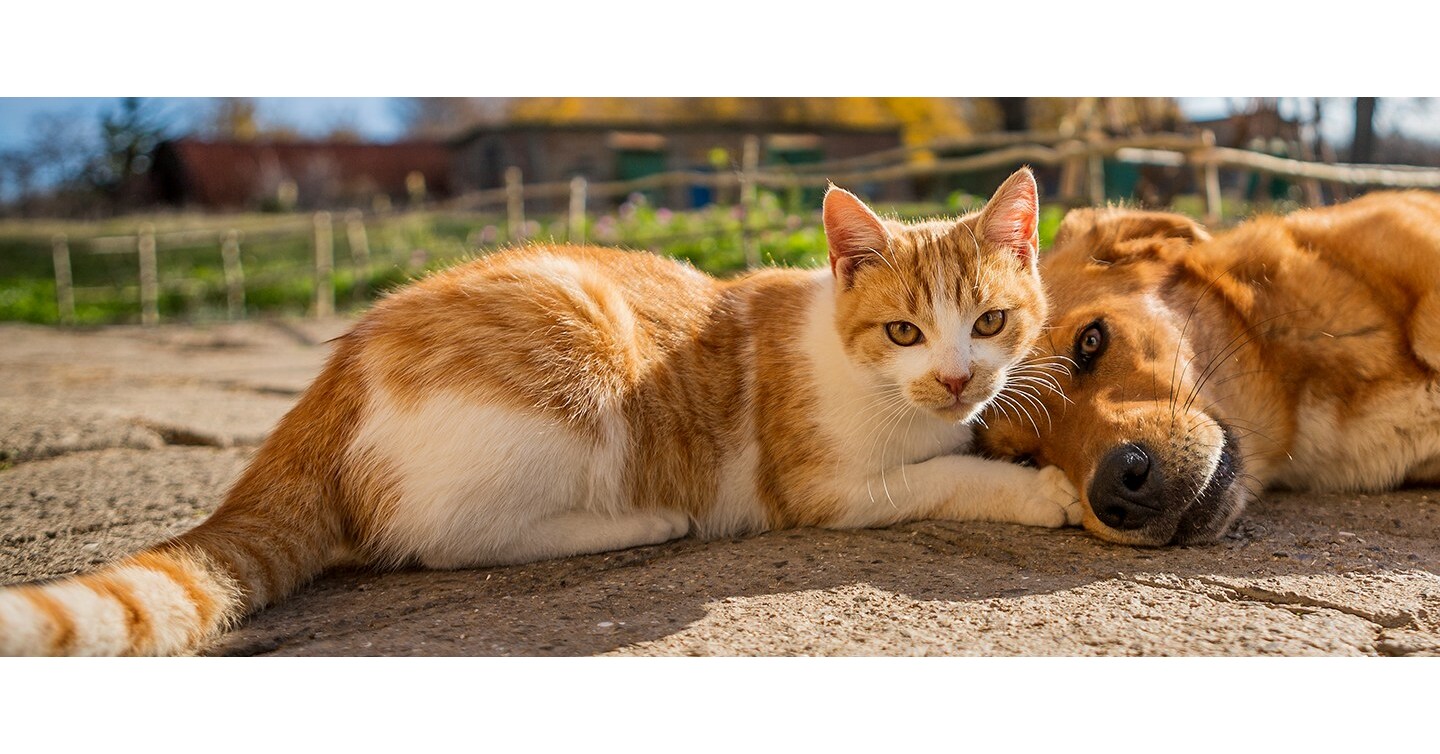 Morris Animal Foundation launches annual Stop Cancer Furever campaign ...