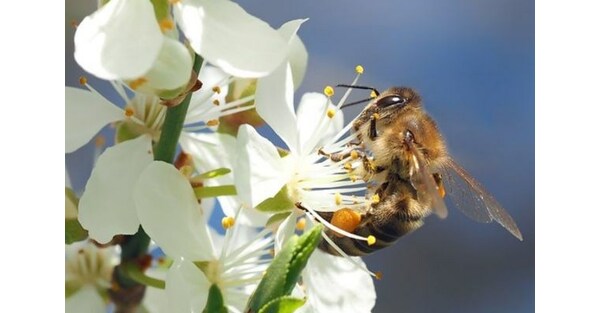 World Bee Day May 20 - How to Help Your Local Bees