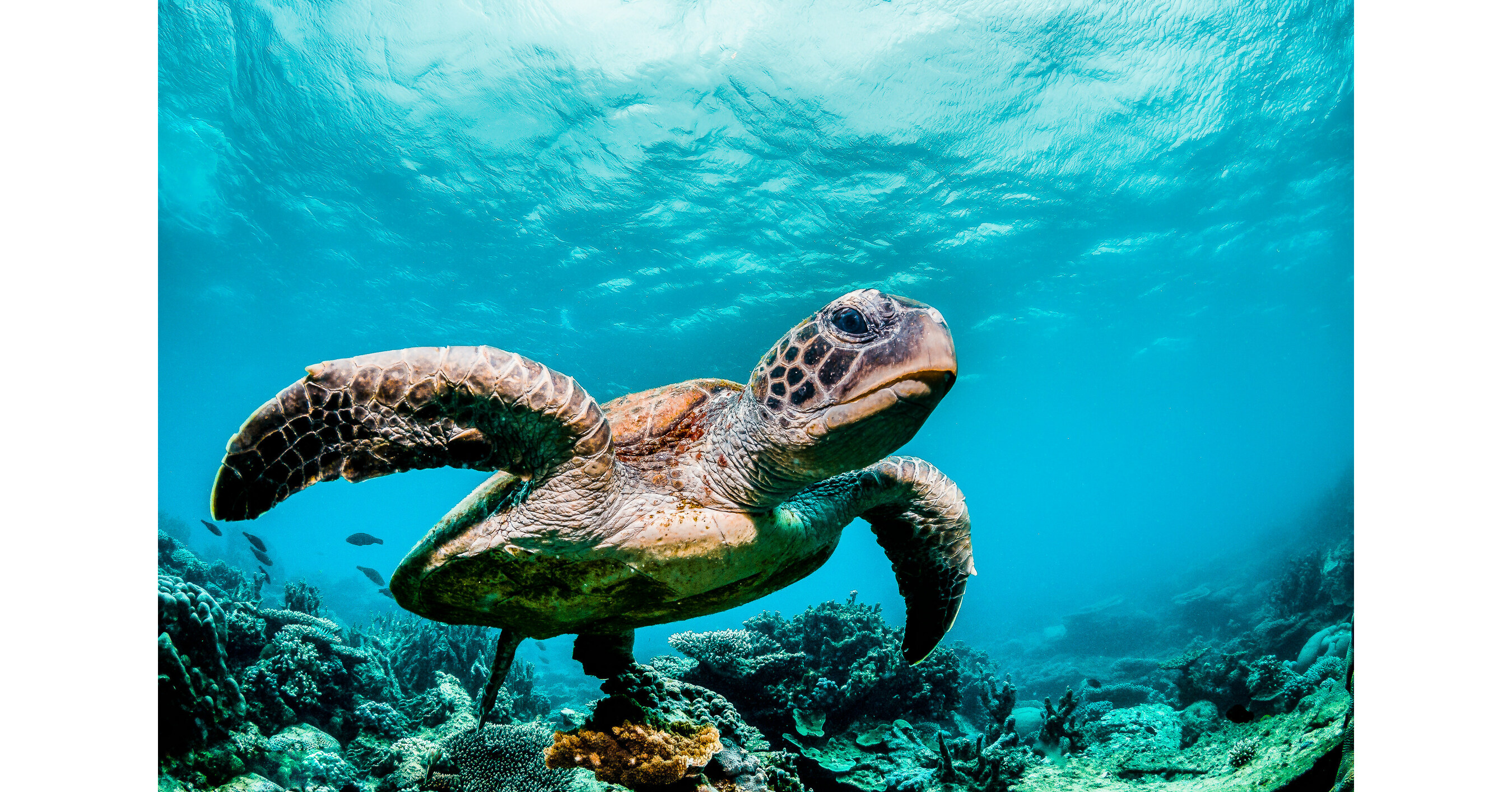 SAS seeks crowd-driven AI to protect endangered sea turtles in Galapagos
