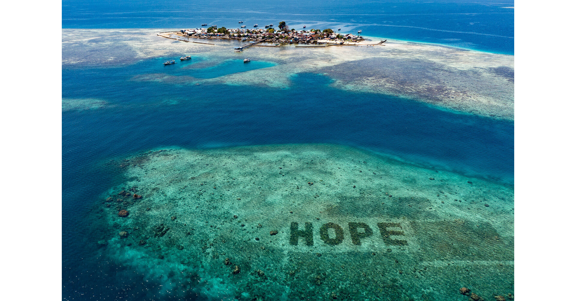 SHEBA® Hope Advocate Program: Join the World's Largest Coral ...