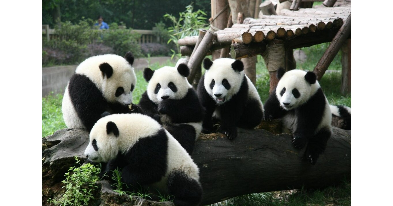 Panda power brings distinctive charm to university games