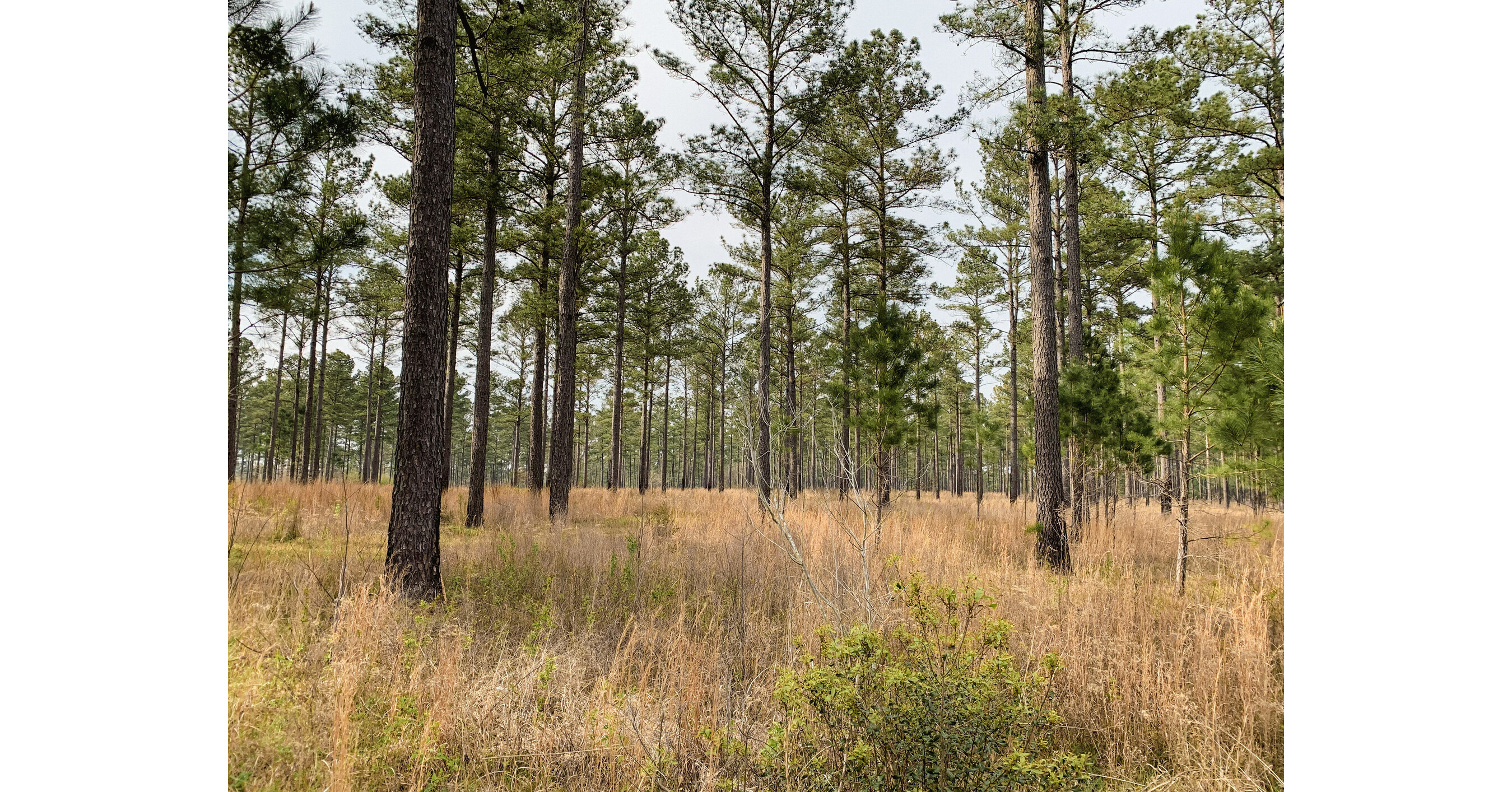 Enon-Sehoy Mitigation Bank Acquired by Westervelt Ecological Services