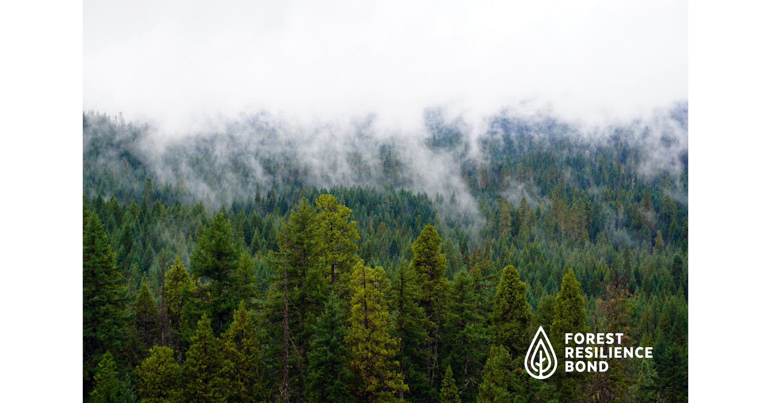 Blue Forest Launches the FRB Catalyst Facility and its First Forest ...