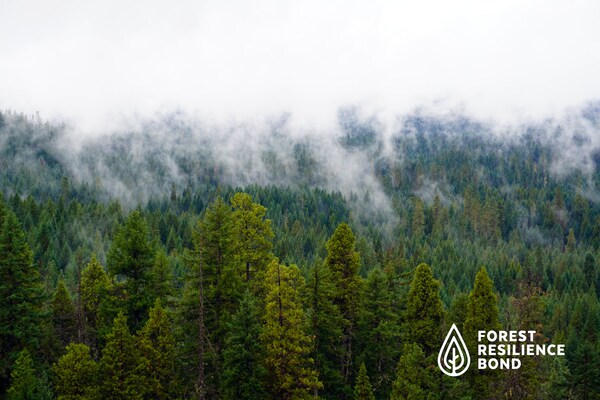 Blue Forest Launches the FRB Catalyst Facility and its First Forest ...