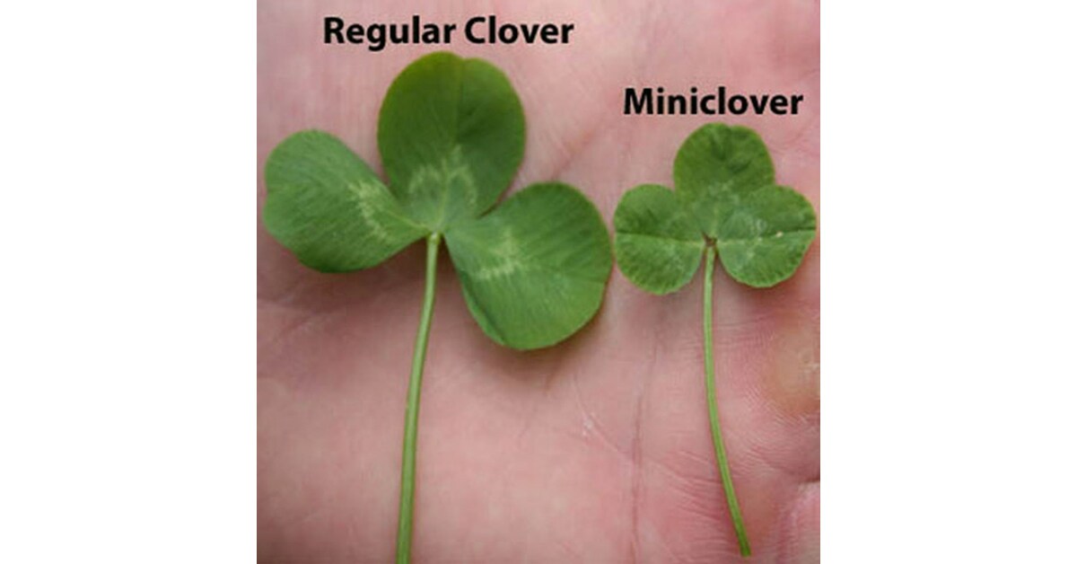 Outsidepride.com Highlights Benefits of Miniclover, a Drought Tolerant ...