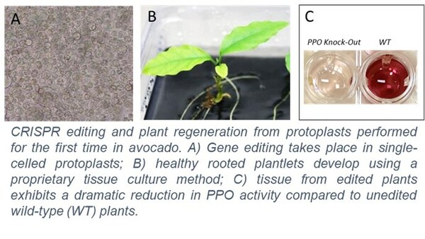 Ag-Biotech Innovator GreenVenus Achieves Breakthrough in Non-Browning ...