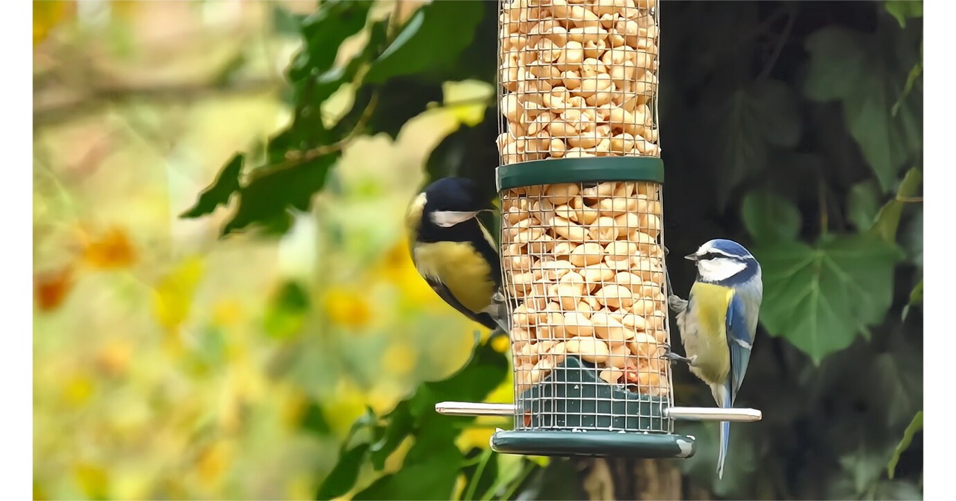 Window to the Wild - Meeting marvellous wildlife through Hikvision's ...