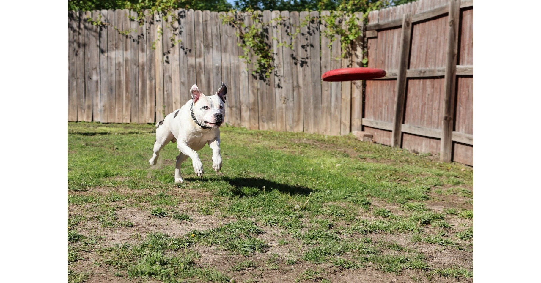 Playful Pooch Plays Catch with Potentially Deadly Chlorine Tablet