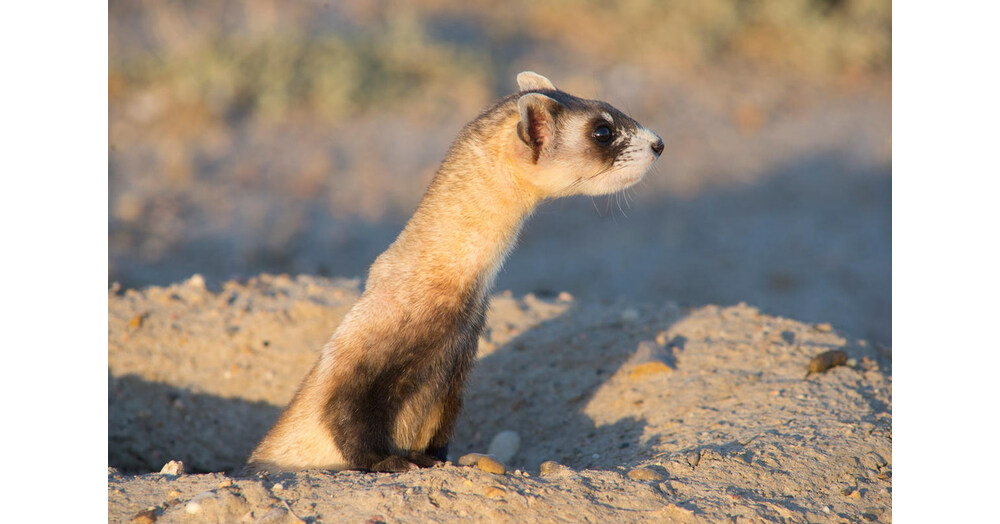 Jackery Partners with WWF on Black-Footed Ferret Restoration Program