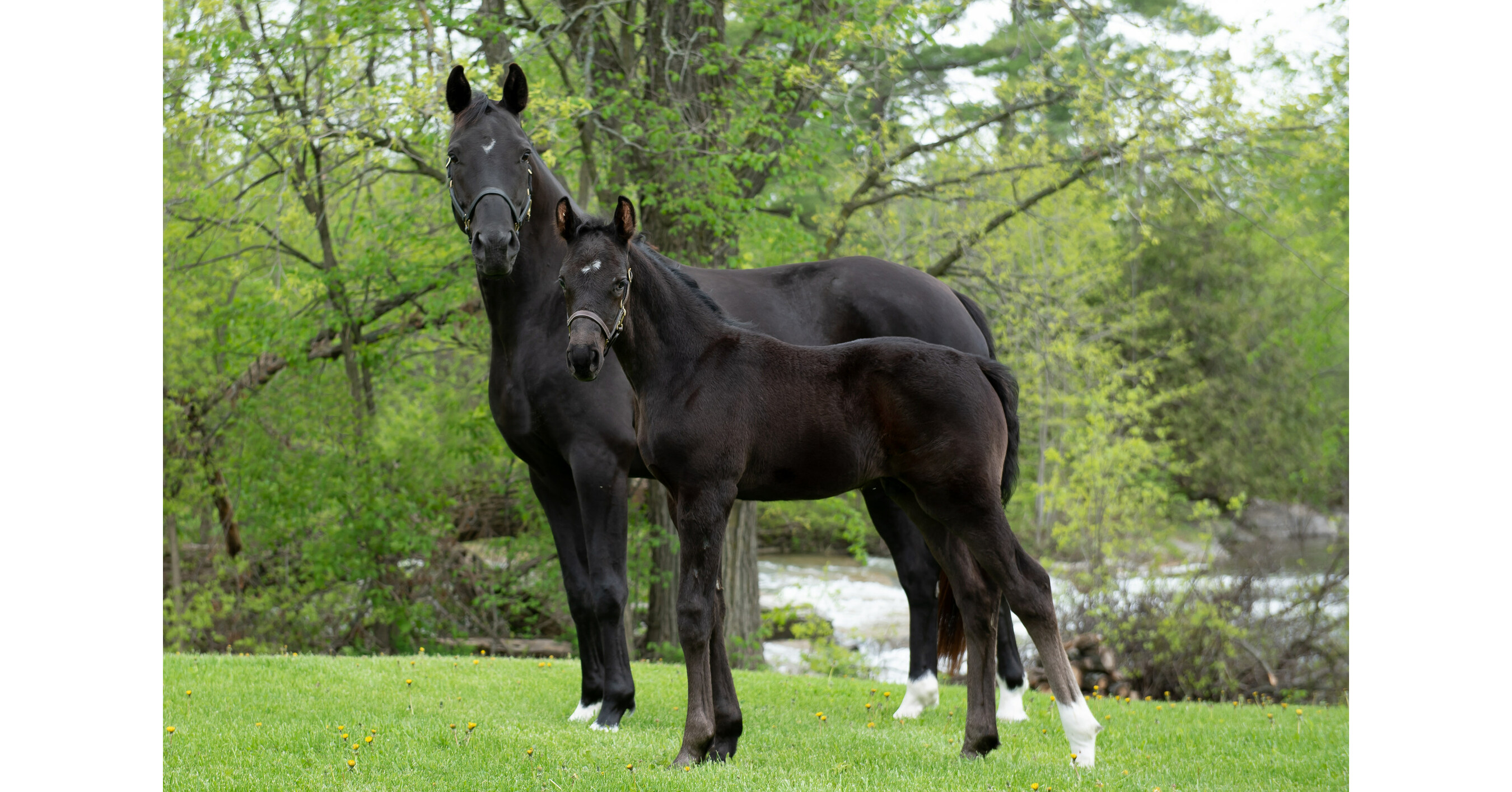 Concours « Nommez un poulain de la GRC » : 12 noms pour nos nouveaux ...