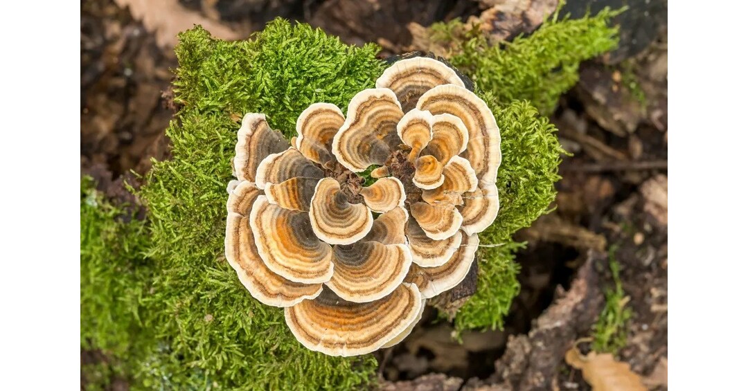 REAL MUSHROOMS Wins Best Medicinal Mushroom Product for Its Turkey Tail ...