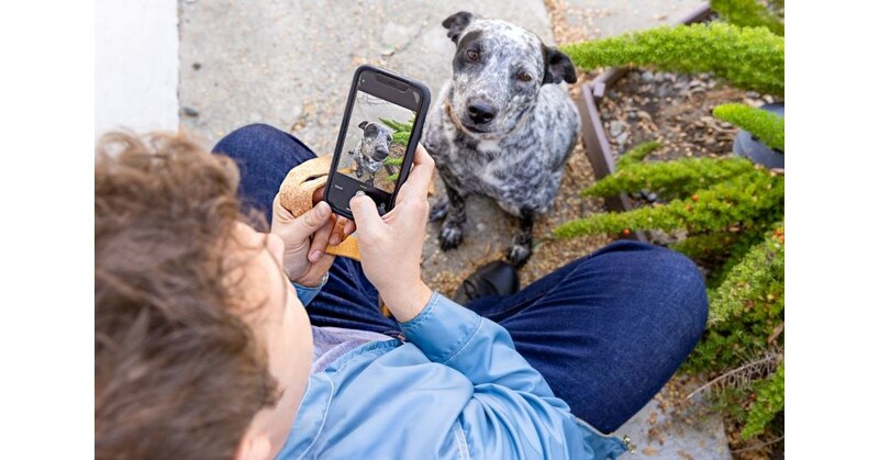 Ring and Petco Love Lost Announce Integration Ahead of Busy July 4th ...