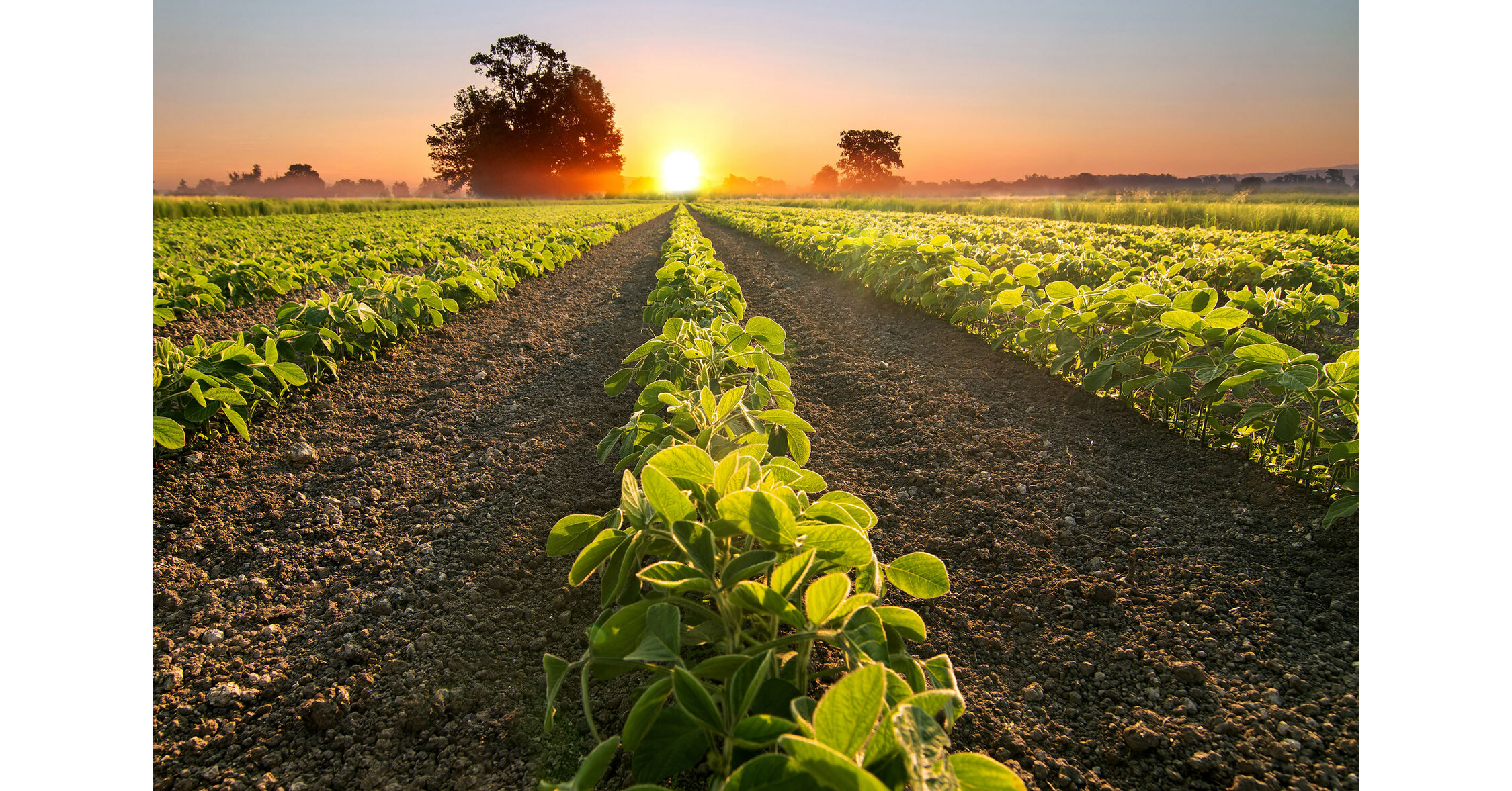 Increasing Nutrient Use Efficiency from FBSciences' Agronomy Team