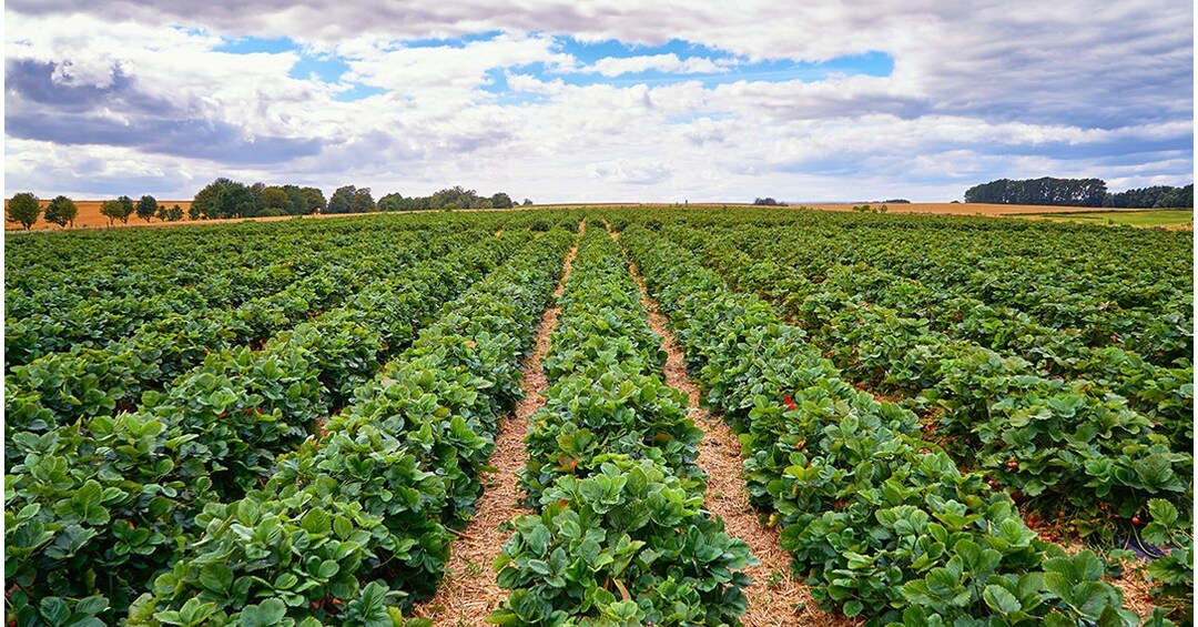 Increasing Nutrient Use Efficiency Amidst High Input Costs from ...