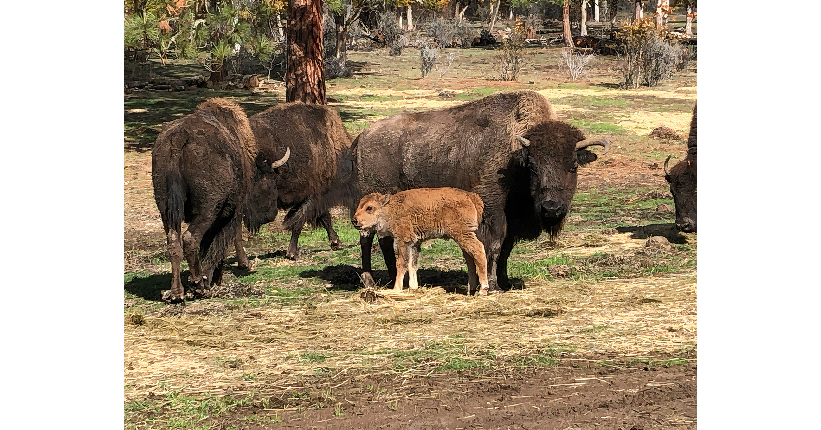 Support Ethical Farming and Savor the Finest Bison: Wild Oasis Bison ...