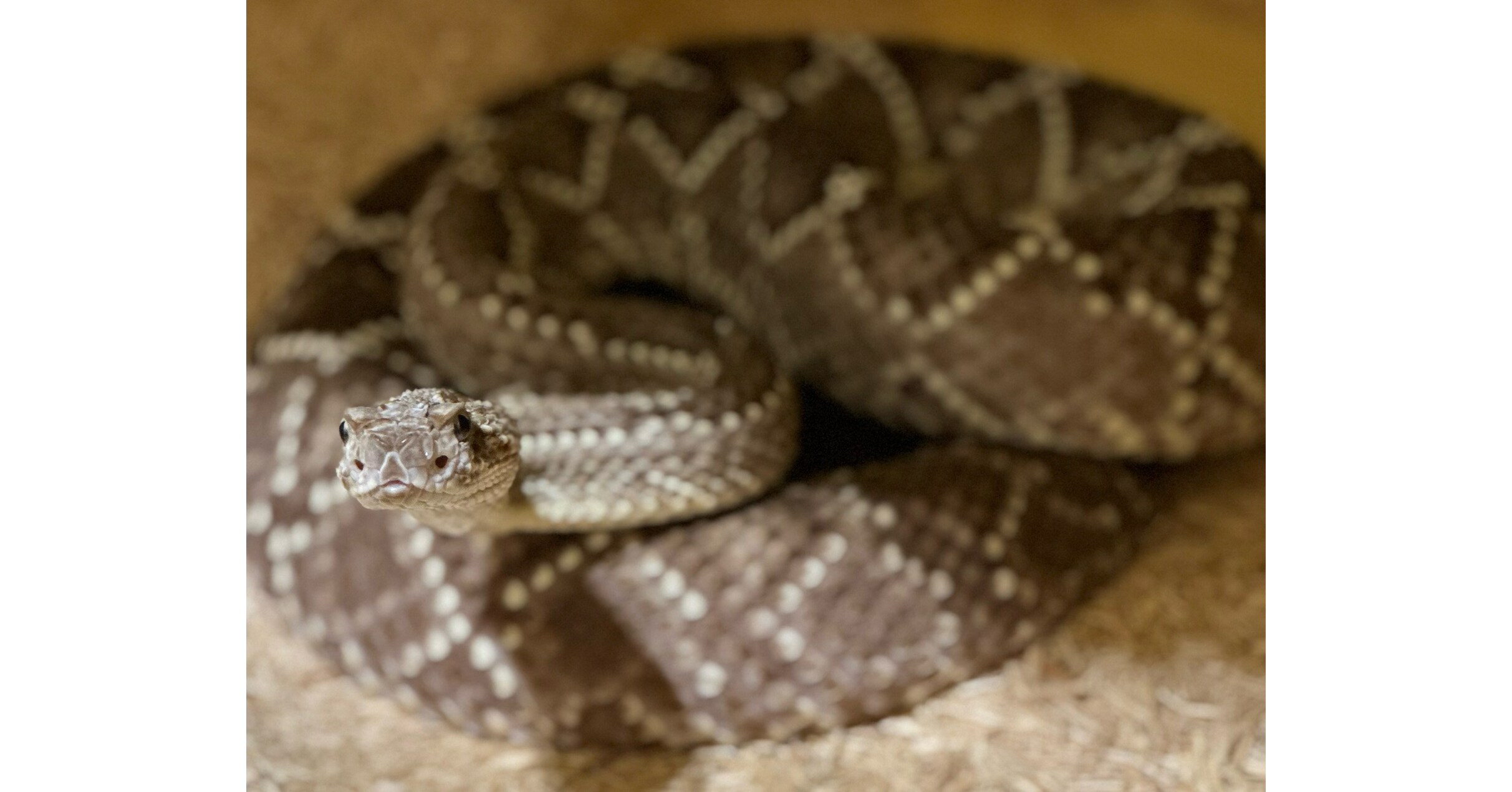 Irish-US Company Celtic Biotech in French cancer venom trials reports ...