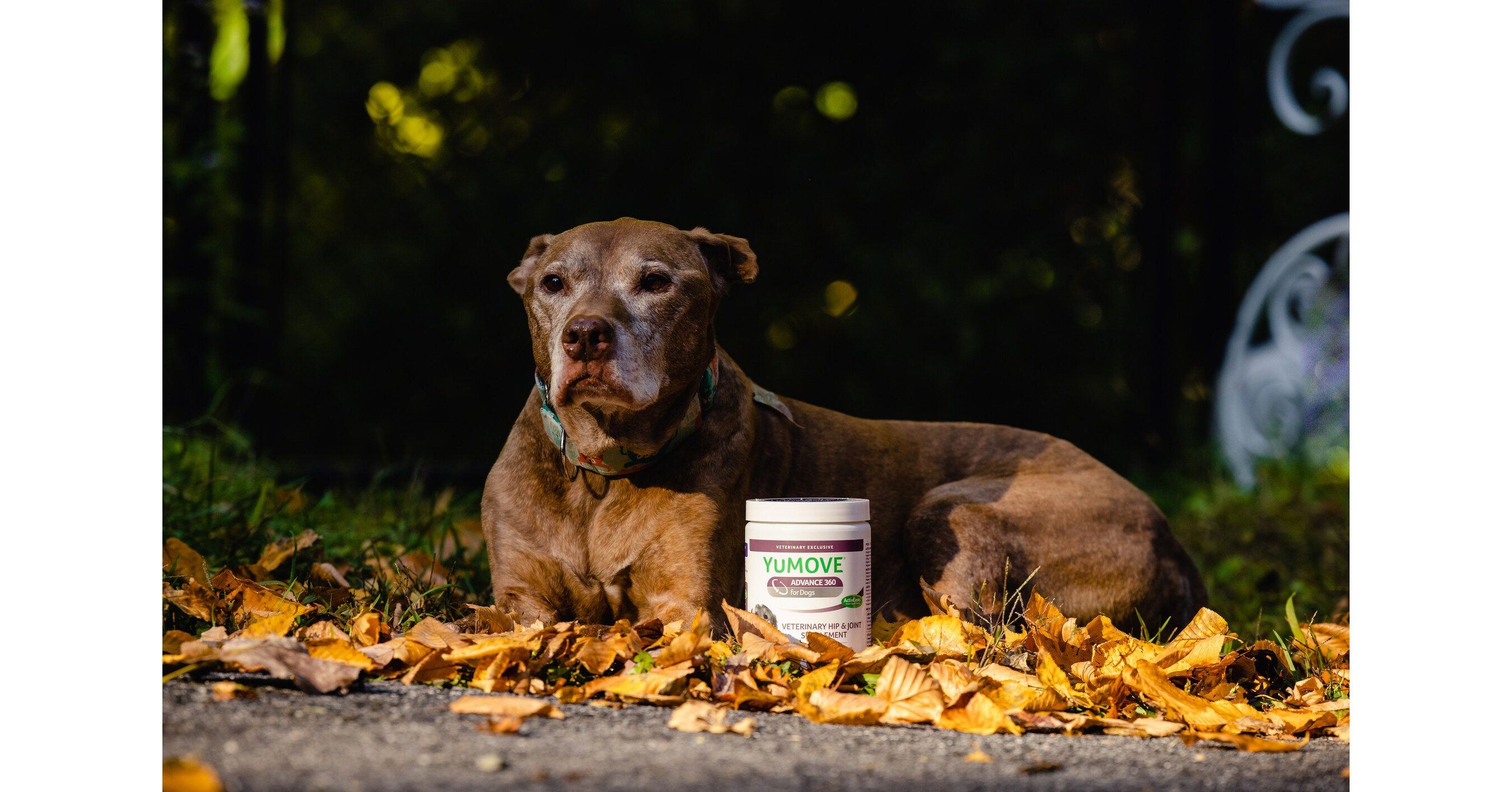 Rescued Senior Dog Joins Family of 14 Rescue Dogs