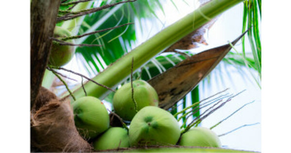 Exclusive Foods International, Karinor, African Coconut Group and ...