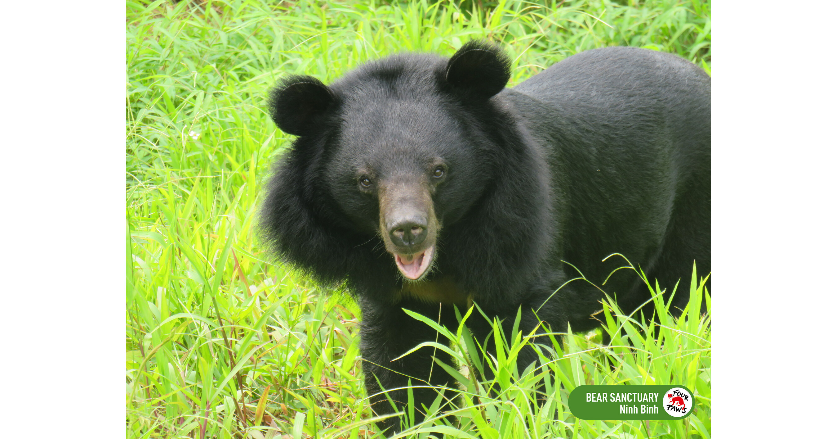 Sustainable tourism amplifies bear welfare in Ninh Binh