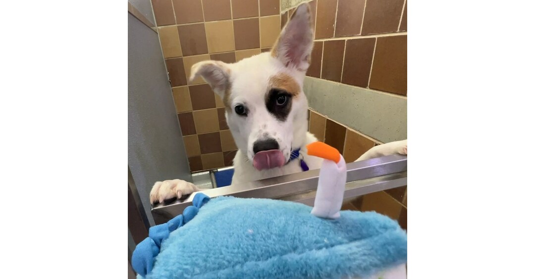 NORTH SHORE ANIMAL LEAGUE AMERICA LEADS WORLDWIDE CELEBRATION OF DOGust ...