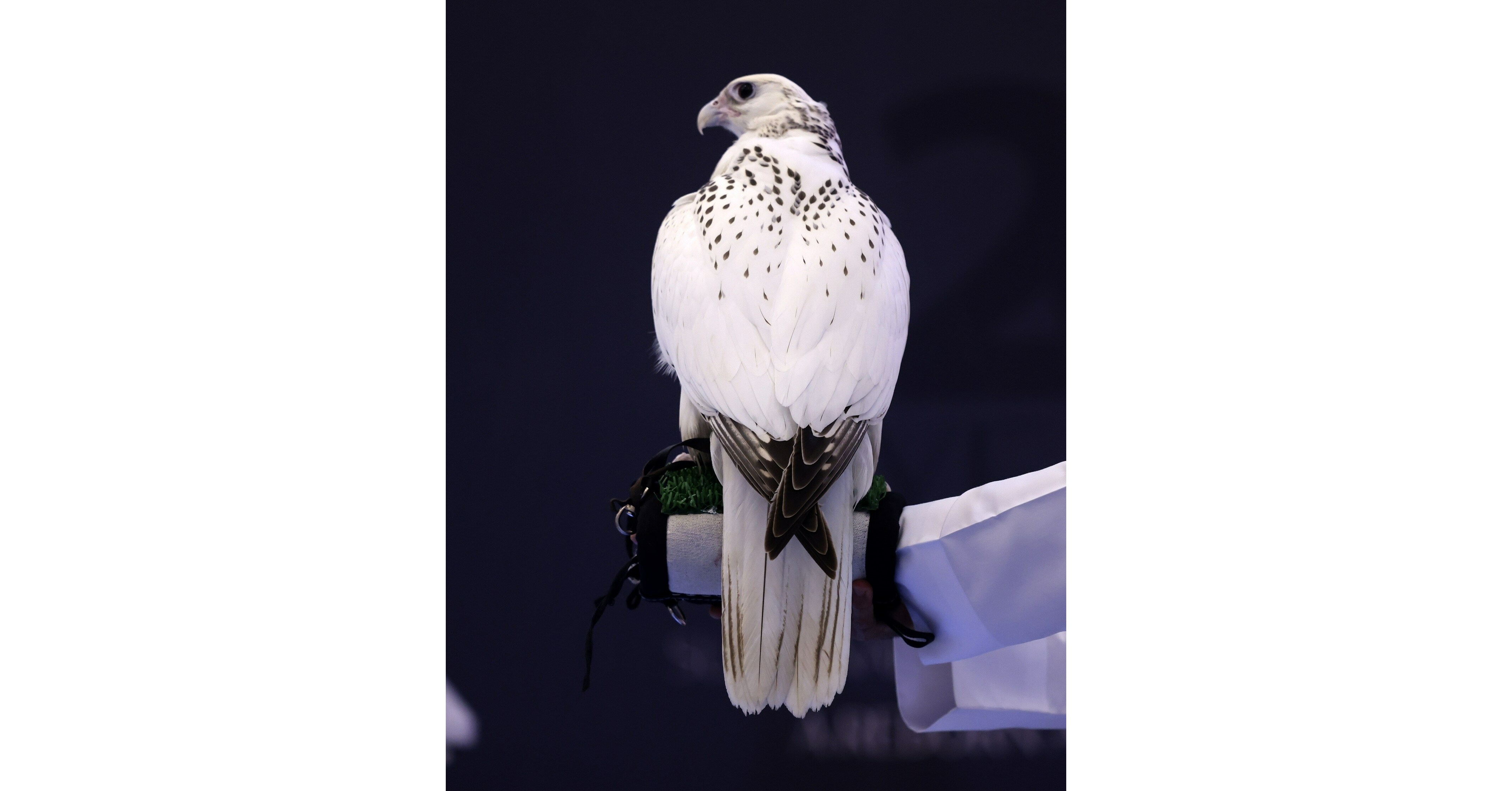 Over 100 exciting features await the visitors of ADIHEX