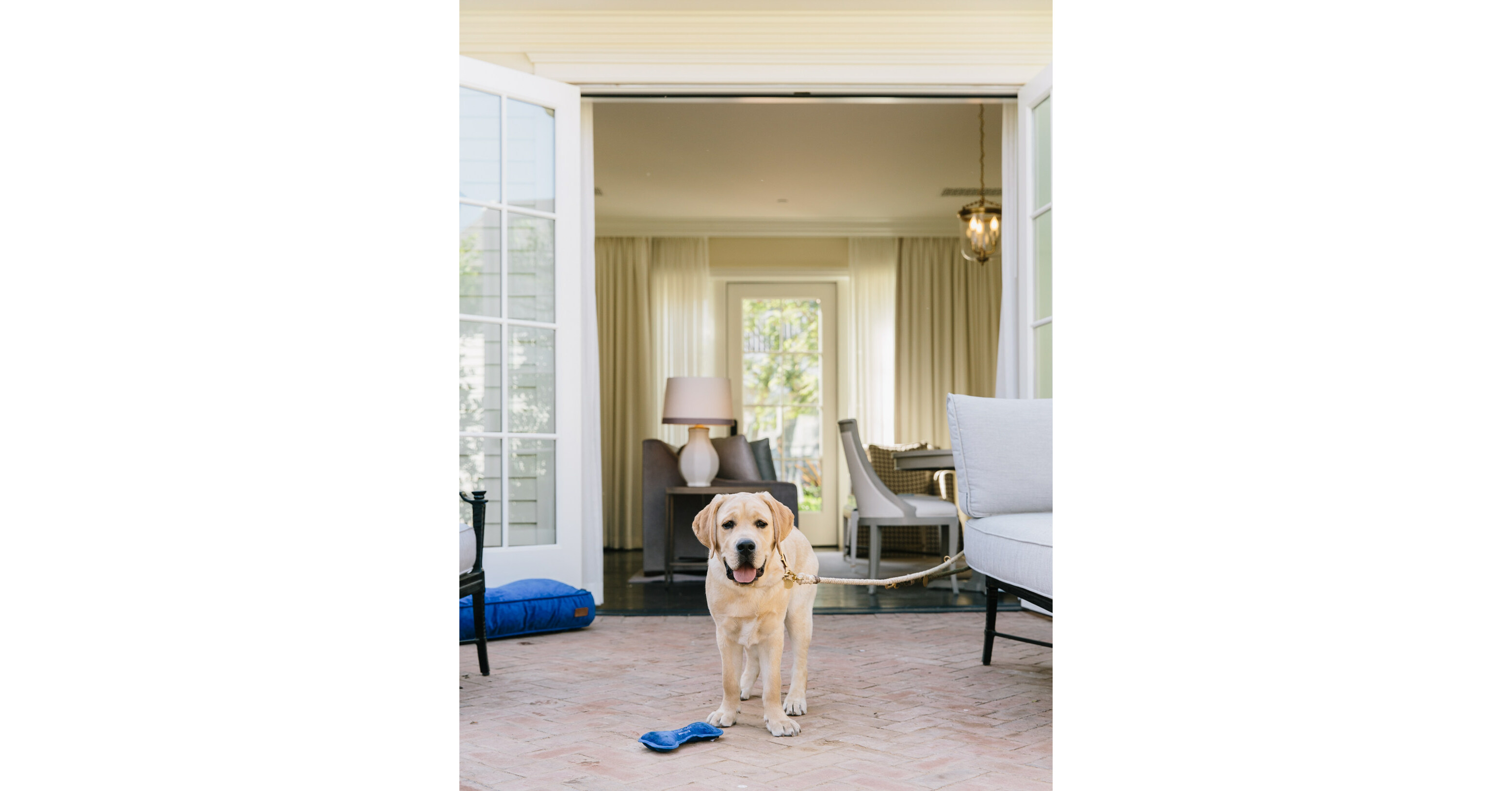 Celebrate National Dog Day at Rosewood Miramar Beach Best in Show