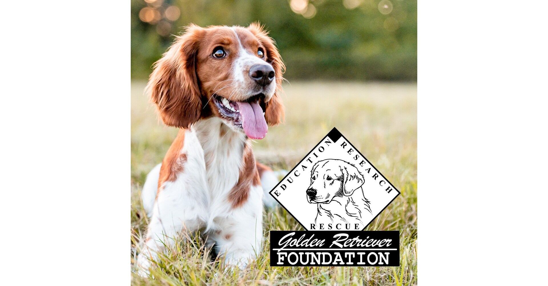 National Dog Day campaign kicks off with $75K donation match