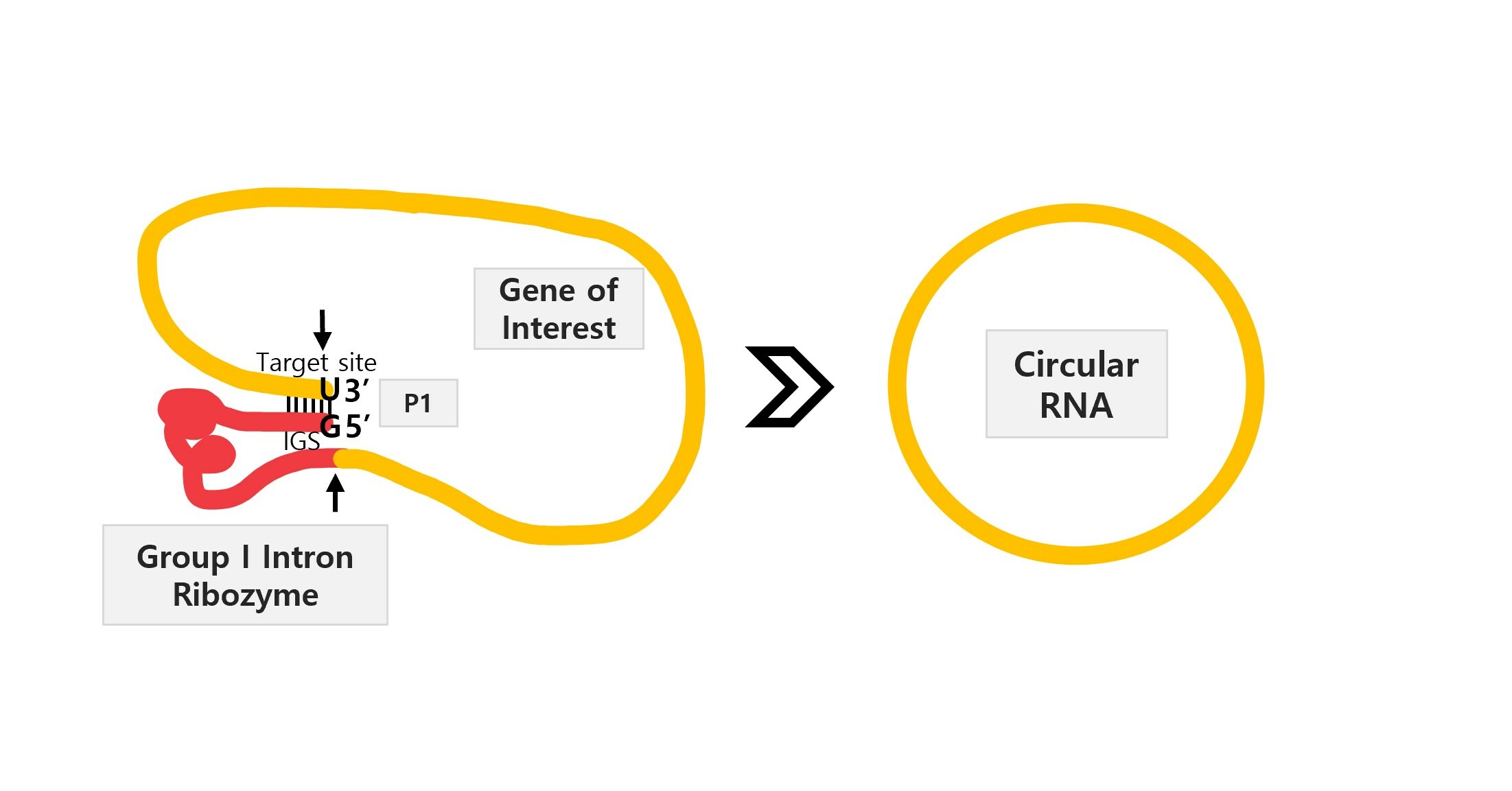 Rznomics Presents Its Own Circular RNA Platform Technology