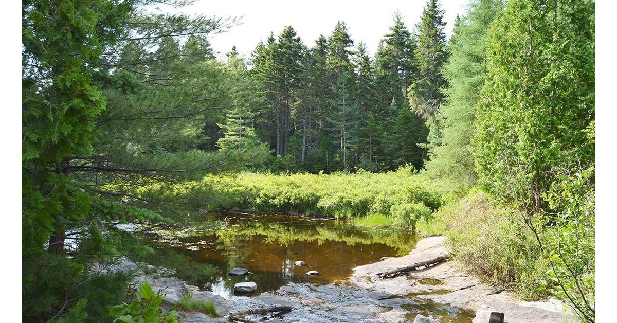 VisitorsCoverage Launches Humanitarian Initiative to Help Reforest Quebec