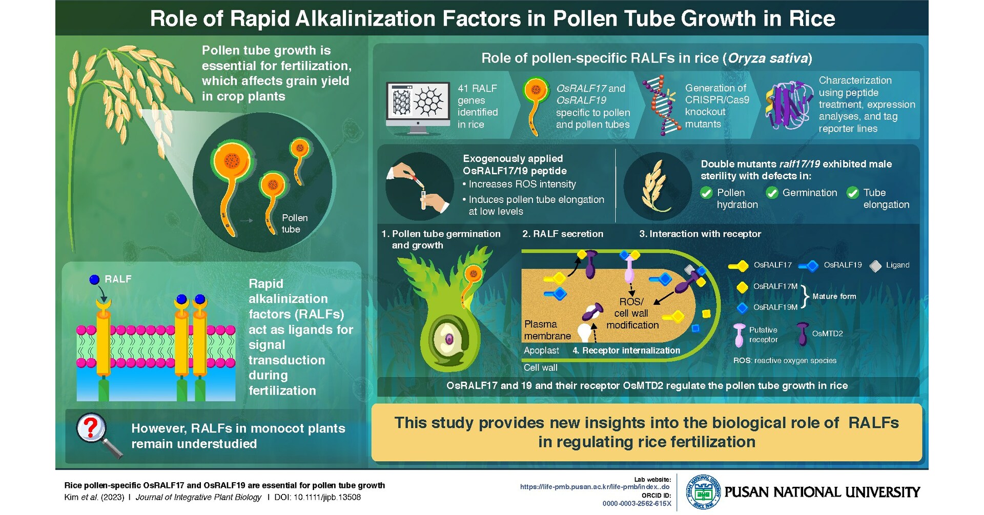 Pusan National University Researchers Identify Peptides for Pollen Tube ...