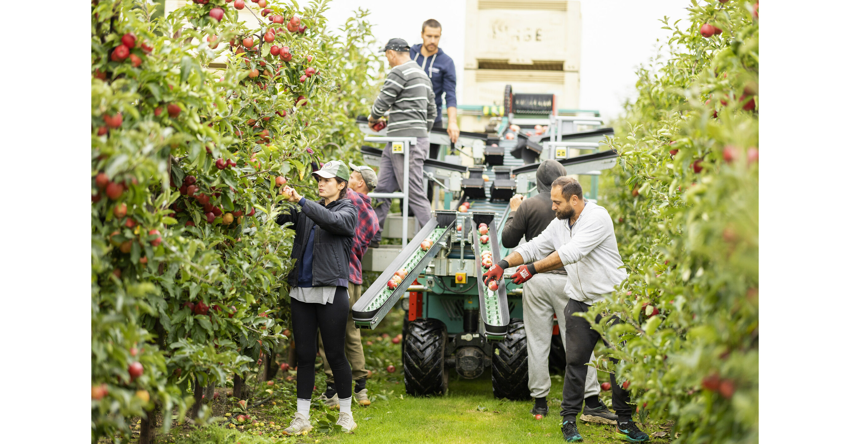 SUNNIEST JUNE FOR 66 YEARS BRINGS GREAT TASTING NEW SEASON BRITISH ...