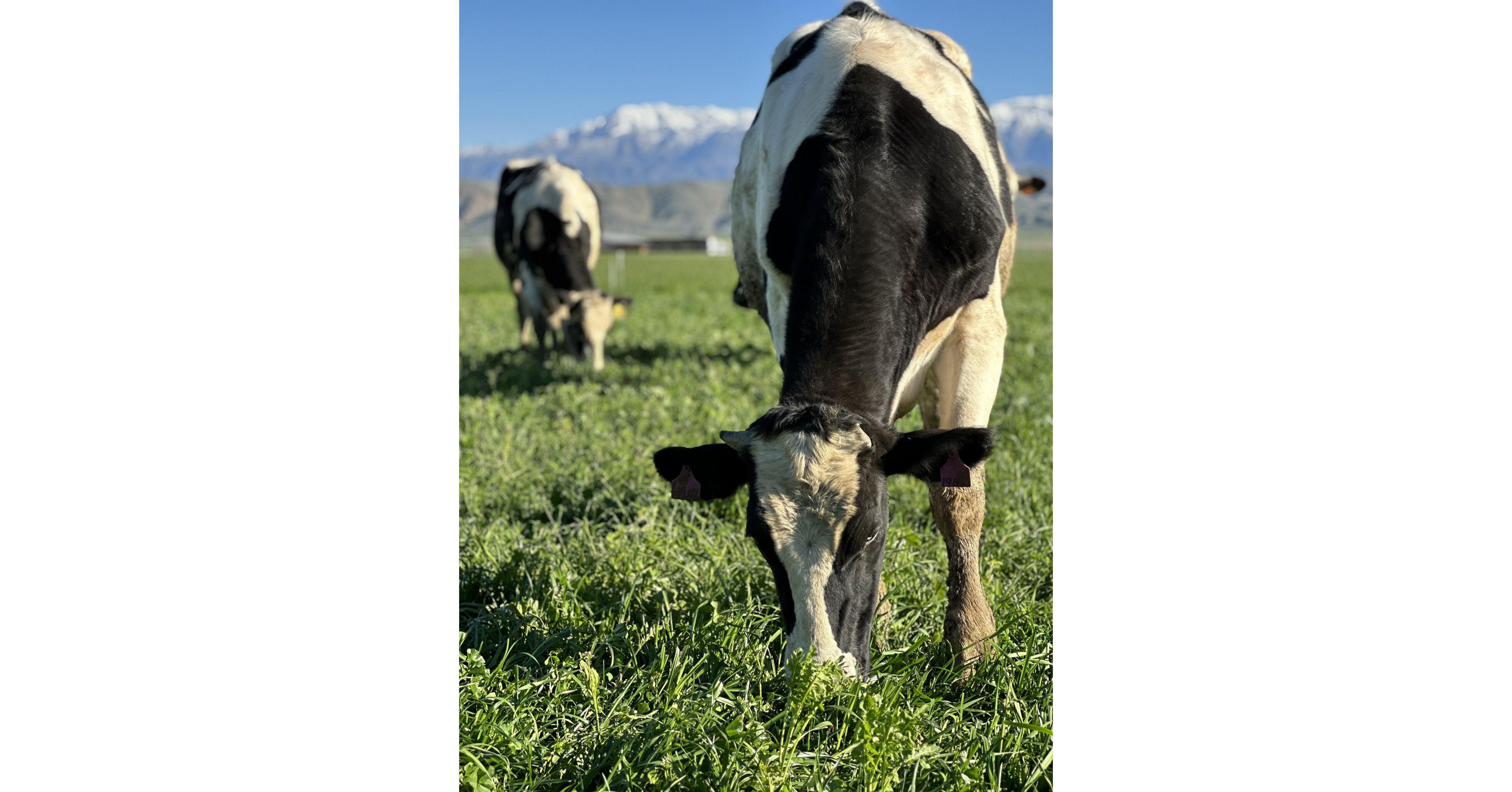 OMEAT IS AMONG THE FIRST REVENUE-GENERATING CULTIVATED MEAT COMPANIES ...