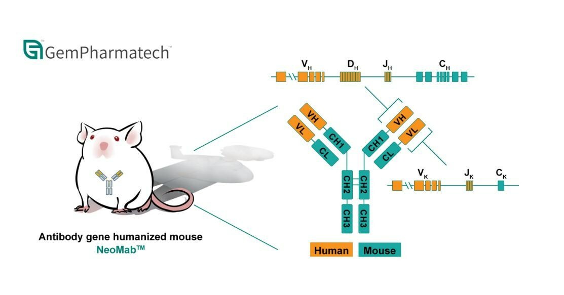Introducing NeoMab™: GemPharmatech's Innovative Antibody Gene Humanized Mouse Model