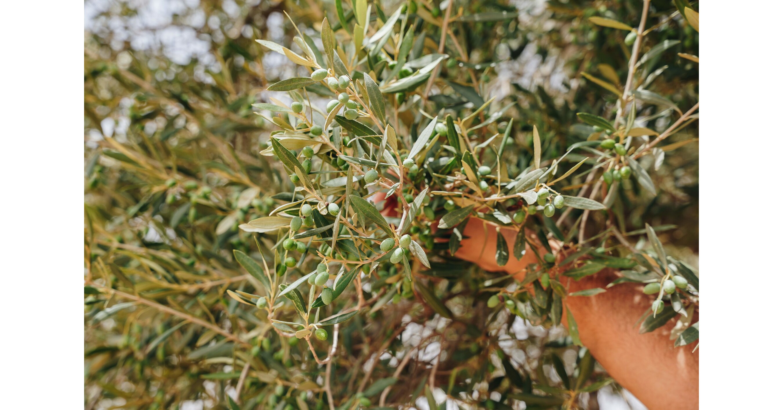 Weather-Resilient Olive Varietals Drive Optimism for CHO Group's Crop ...