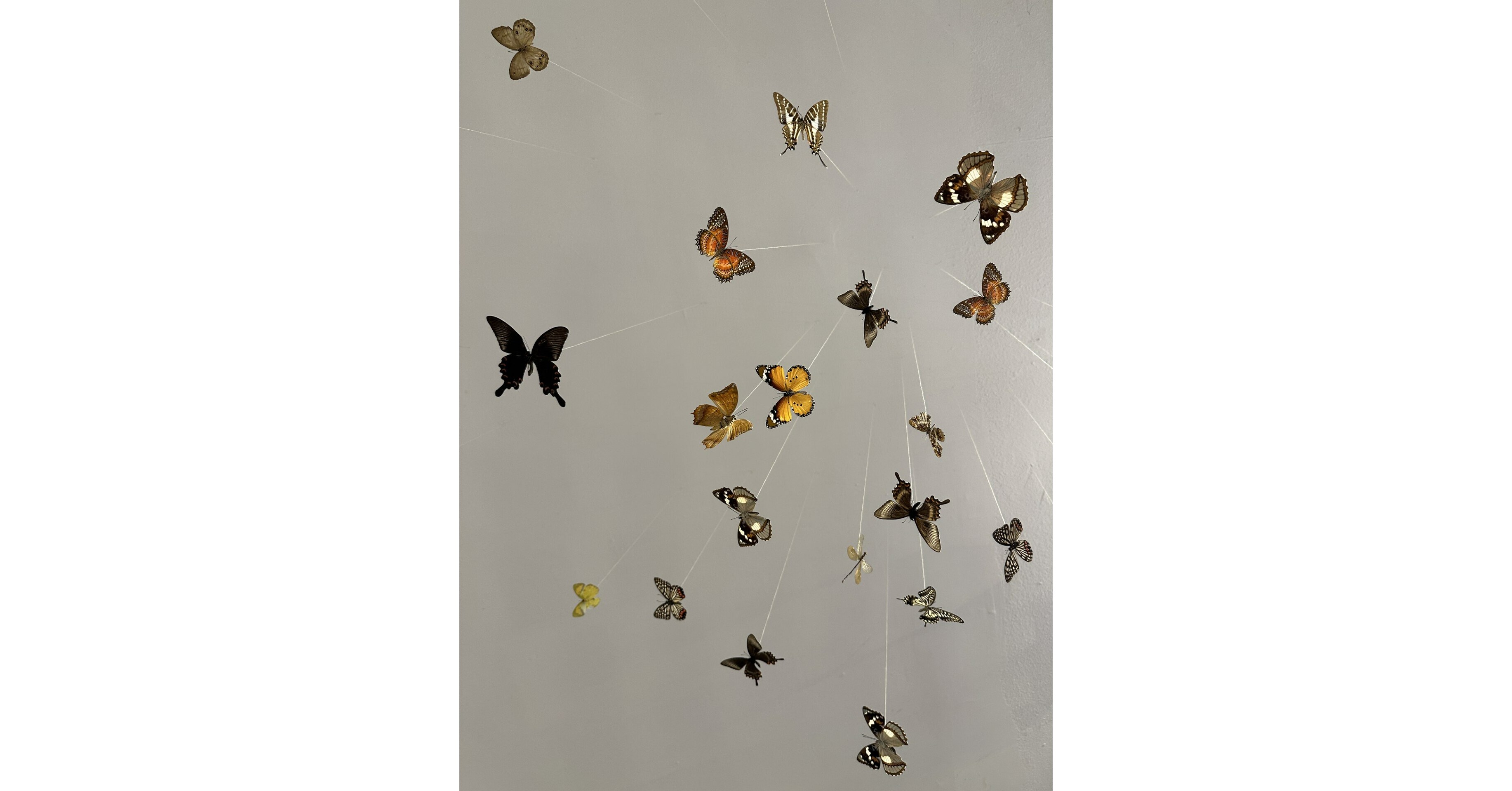 Flutter, Fly, Fall: The Butterfly Guides Us Through Its Unpredictable ...