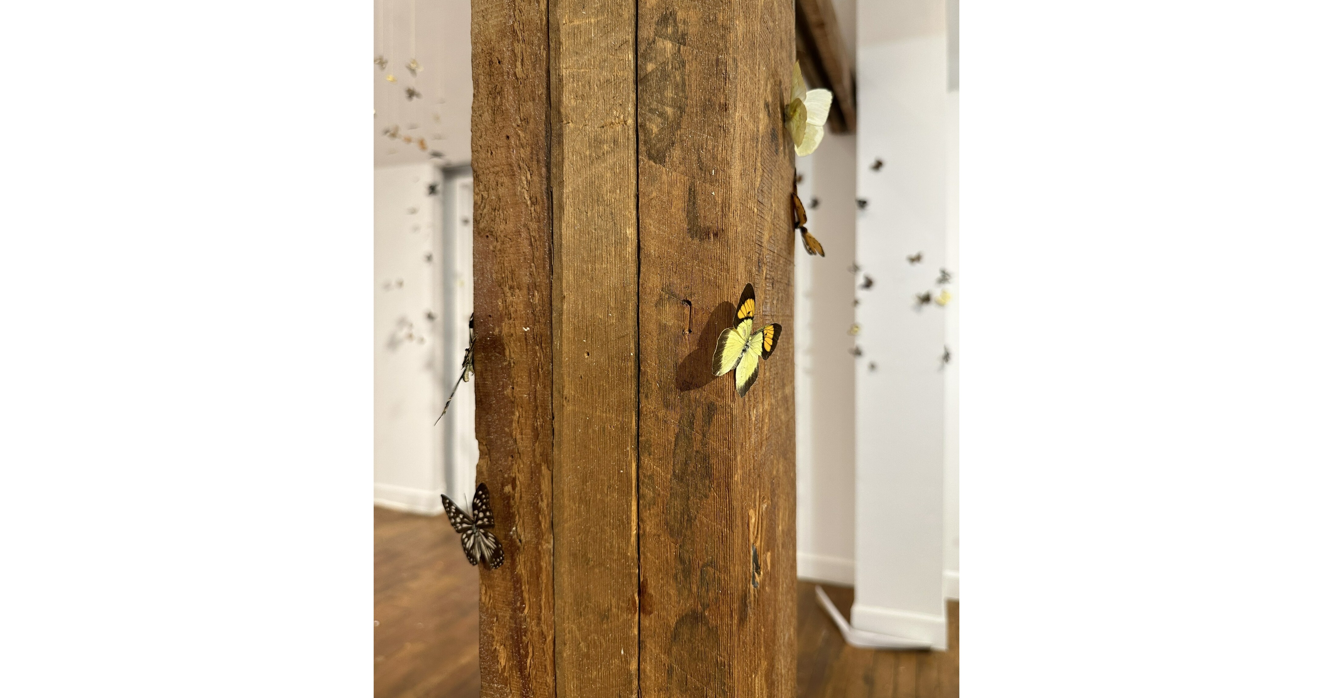 Flutter, Fly, Fall: The Butterfly Guides Us Through Its Unpredictable ...