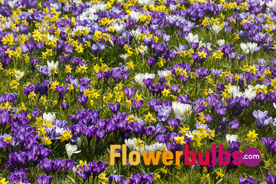 Flowerbulbs.com Curates List of 5 Reasons to Plant a Bulb Lawn This Fall