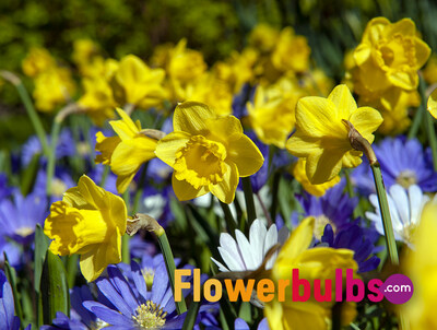 Flowerbulbs.com Curates List of 5 Reasons to Plant a Bulb Lawn This Fall